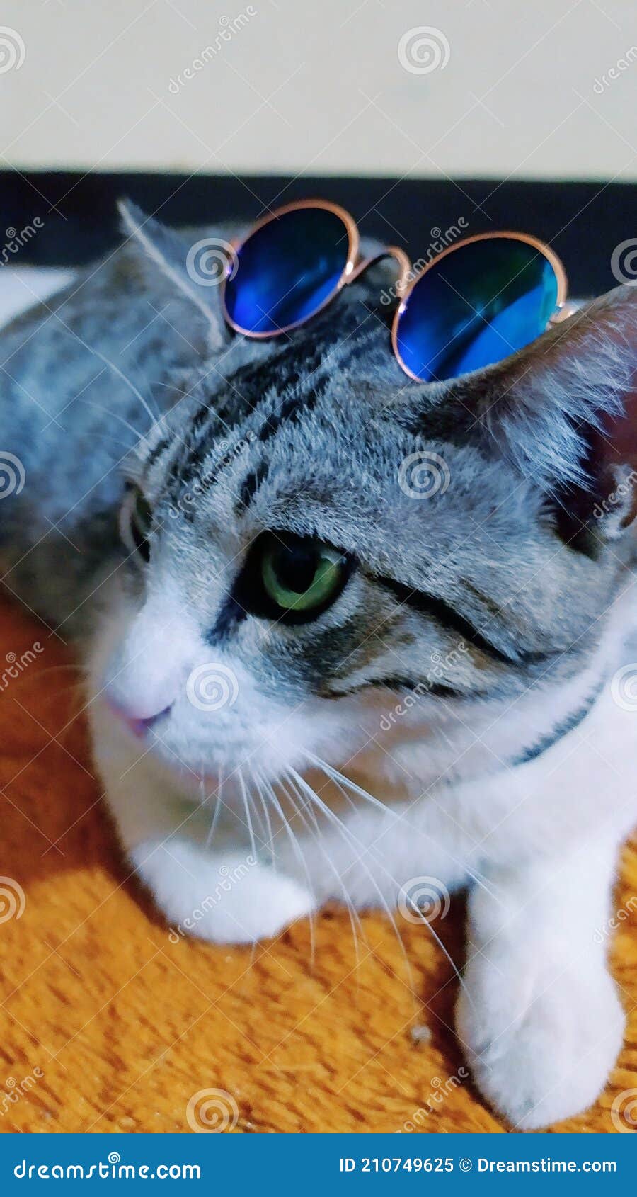 Cool cat with glasses stock image. Image of carnivore - 210749625