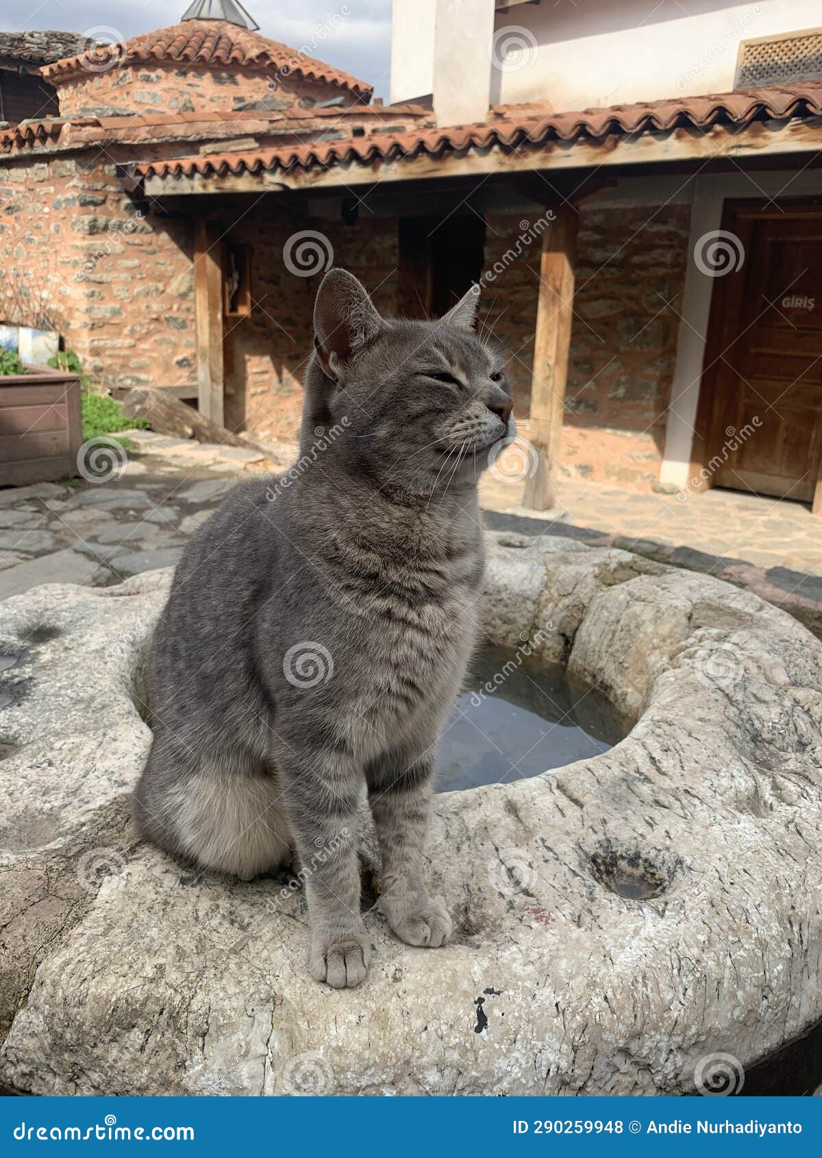 Cool cat sitting on a rock stock photo. Image of hunter - 290259948