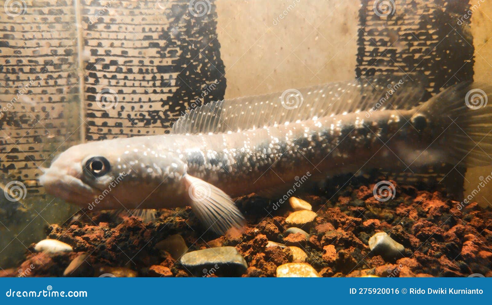 Cool Channa Asiatica Fish and Speckled Stock Photo - Image of fish ...