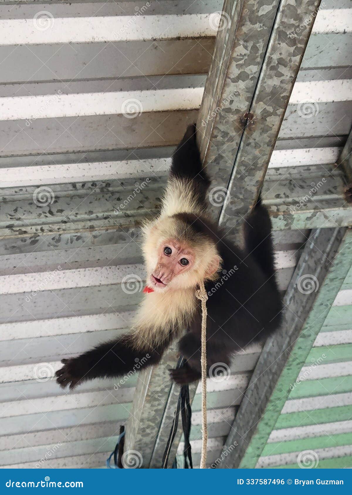 Cool and Cheerful Monkey Posing for the Photo Stock Photo - Image of ...