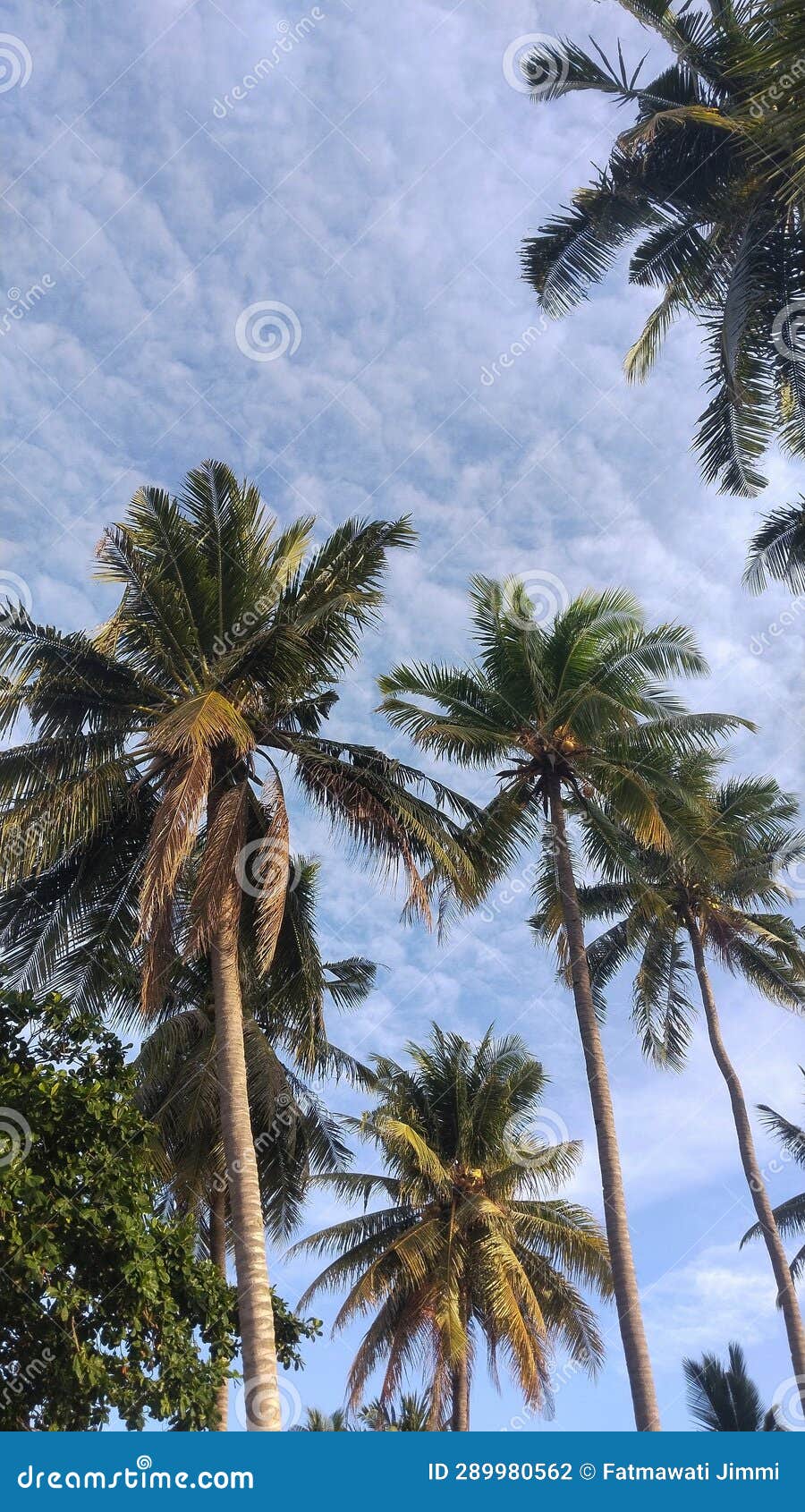 Cool coconut trees stock photo. Image of fruit, coconut - 289980562