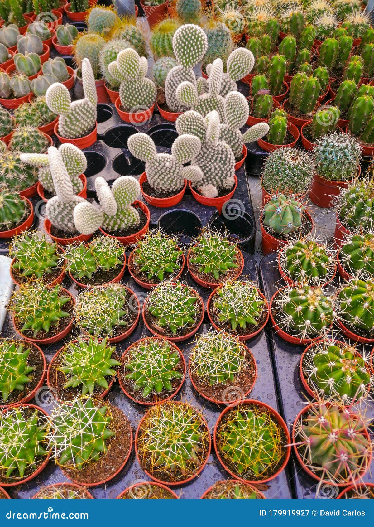 A Cool Collection of Various Cactus Plants Stock Image - Image of ...