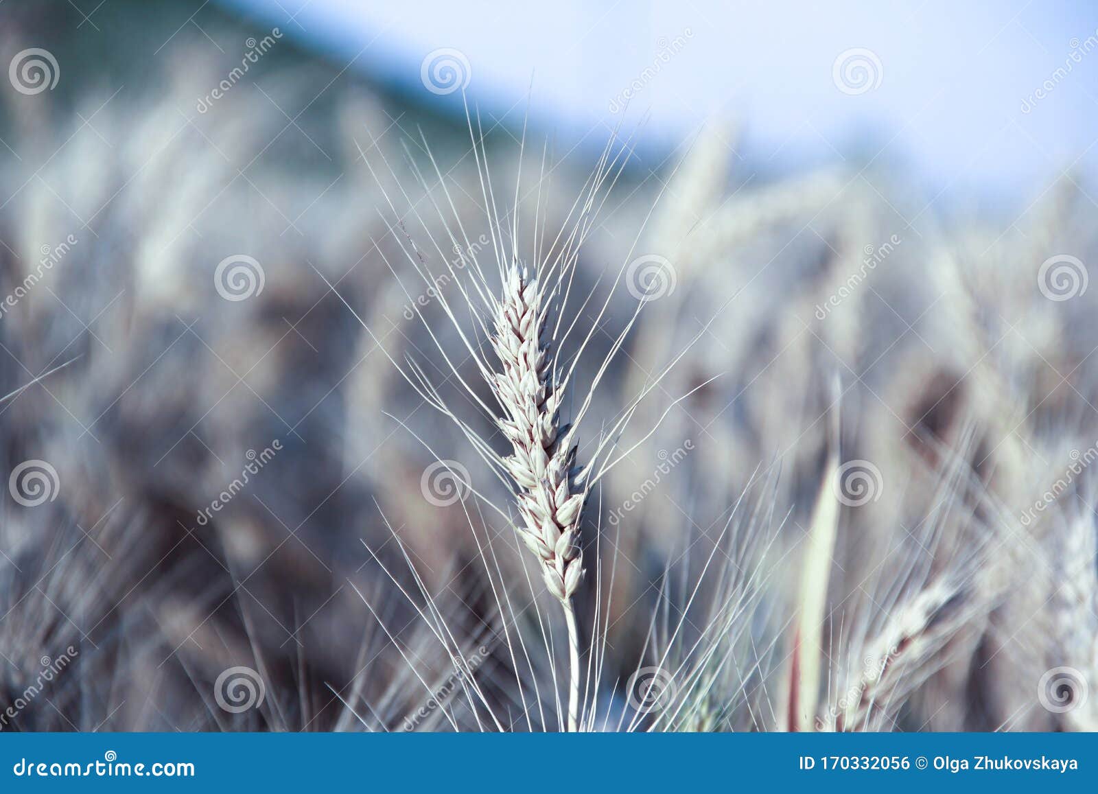 Cool color tones of wheat stock photo. Image of wheat - 170332056