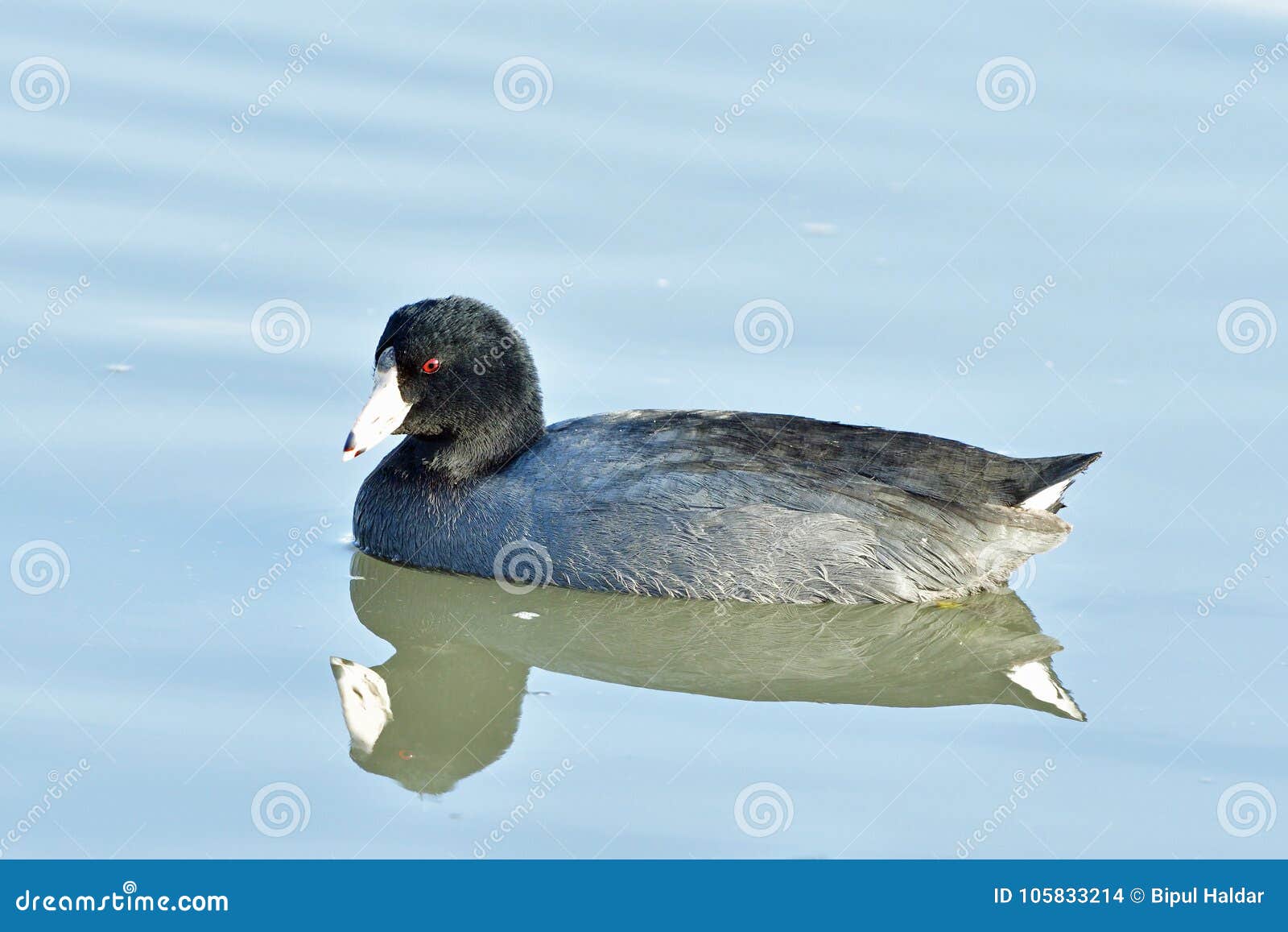 A Cool Coot stock photo. Image of relaxing, wildlife - 105833214