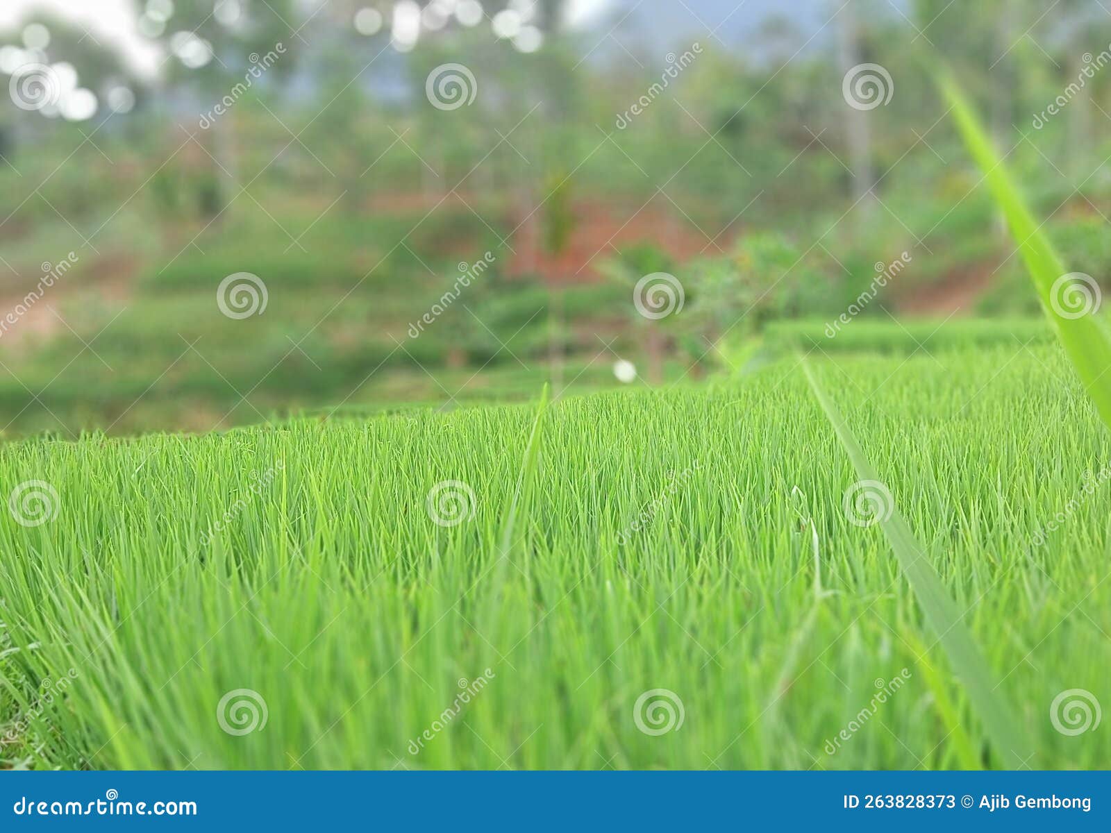 Cool country atmosphere stock image. Image of soil, plain - 263828373