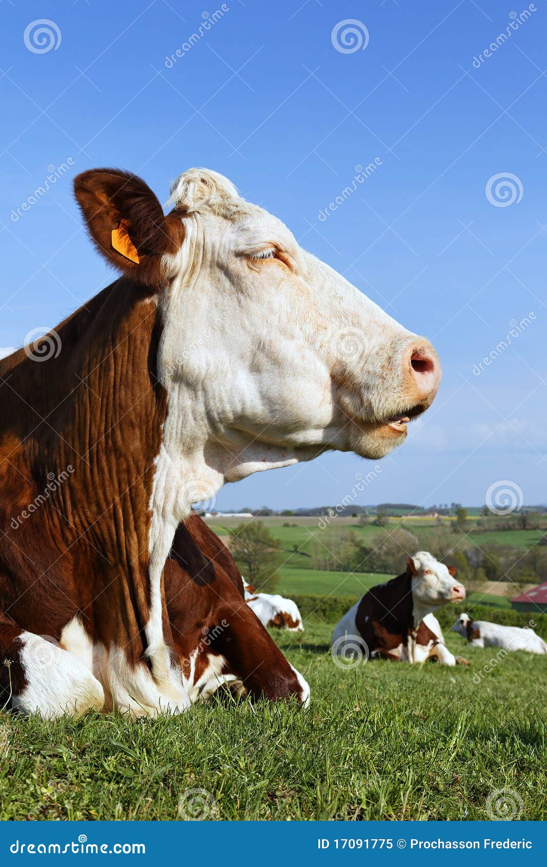 Cool cow stock image. Image of farm, country, campaign - 17091775