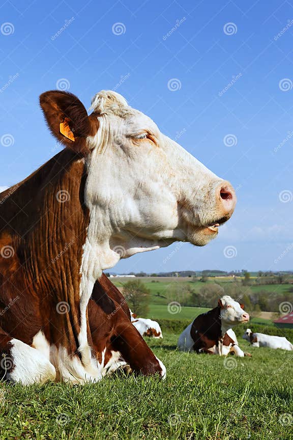 Cool cow stock image. Image of farm, country, campaign - 17091775
