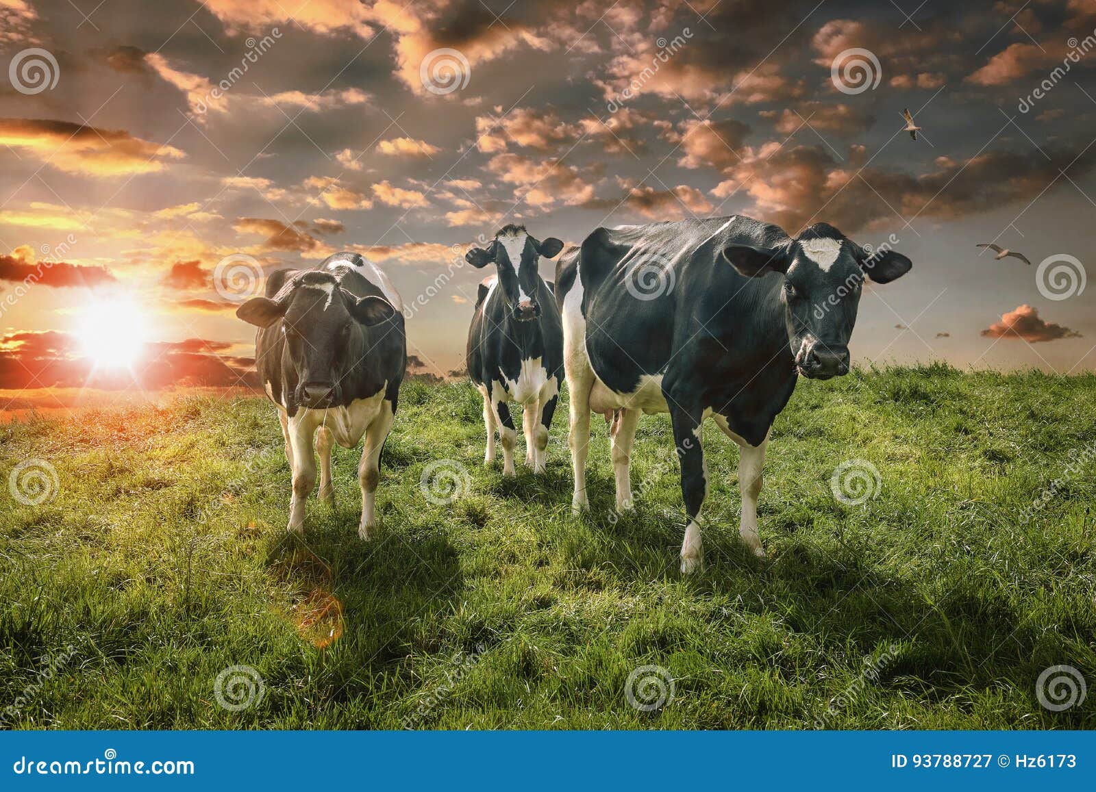 Cool cows stock image. Image of sundown, agriculture - 93788727