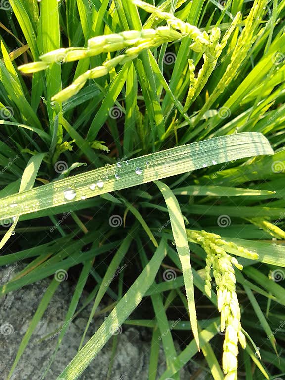 Cool Dew on Rice Plants in the Rice Fields Stock Photo - Image of ...