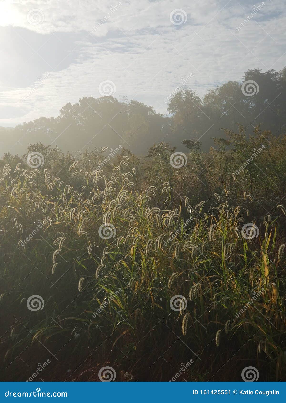 Cool Dewy Morning As the Sun Rises Over the Meadow Stock Image - Image ...