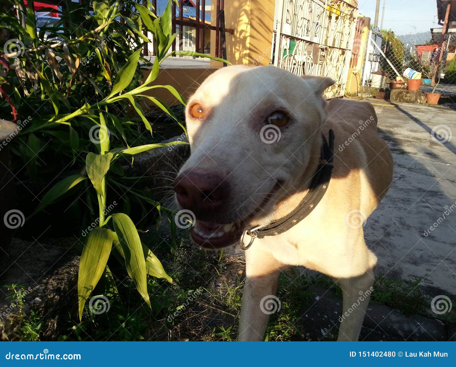 Cool Dog Status Happy Everyday . Stock Photo - Image of status, cool ...