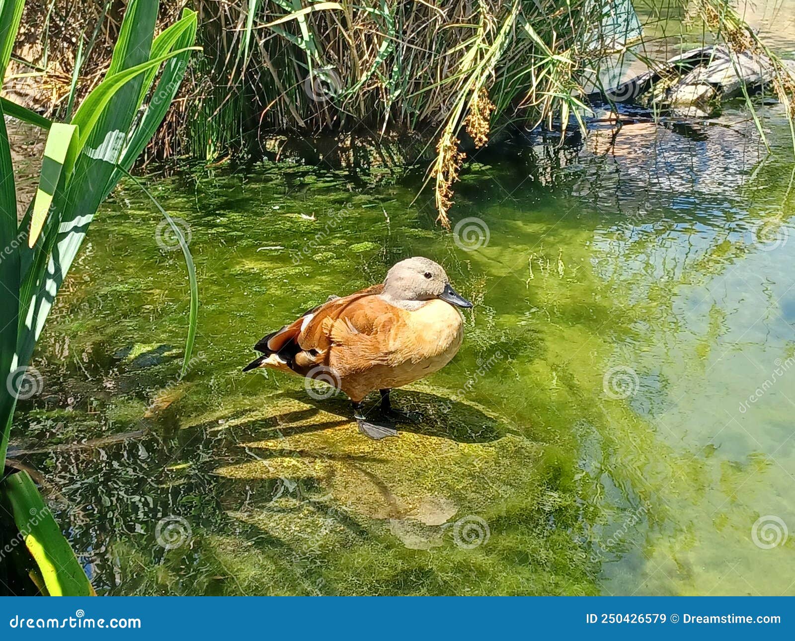 A Cool Duck Checking You Out Stock Image - Image of wildlife, checking ...