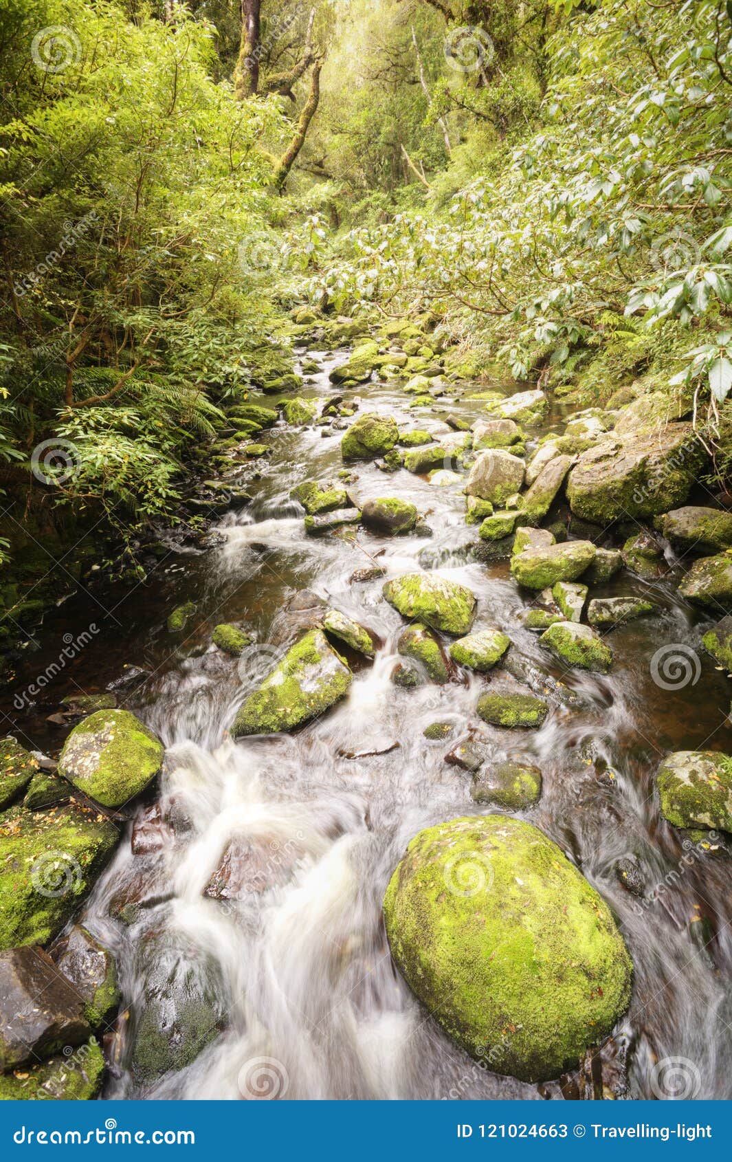 Fast Flowing Stream New Zealand Stock Image - Image of scenery, damp ...