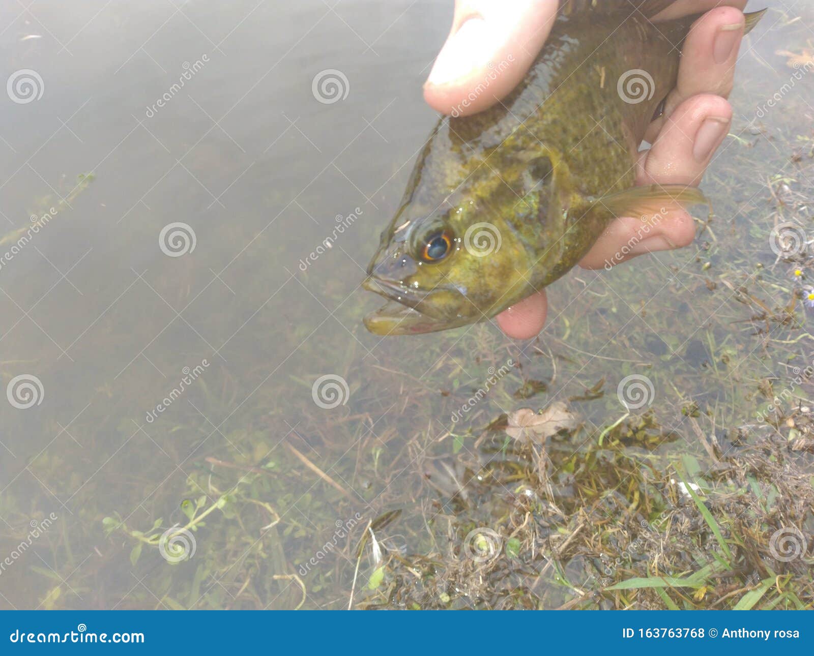 Cool fish of the day stock photo. Image of fishing, crapey - 163763768