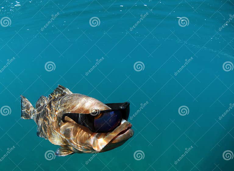 Cool Fish Wearing Sunglasses Stock Image - Image of cool, funny: 25314593