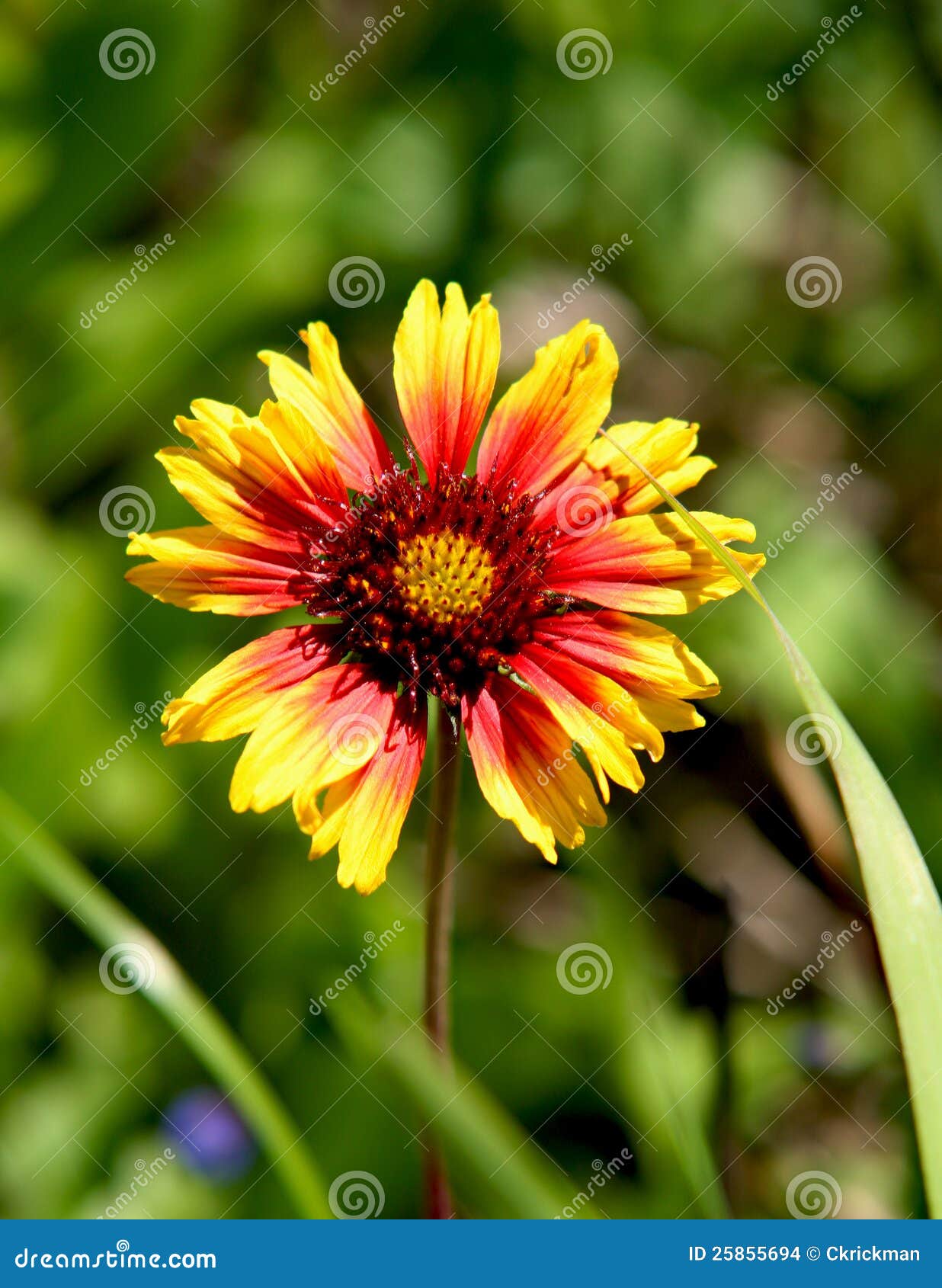 Cool Flower stock photo. Image of intense, arrayed, vibrant - 25855694