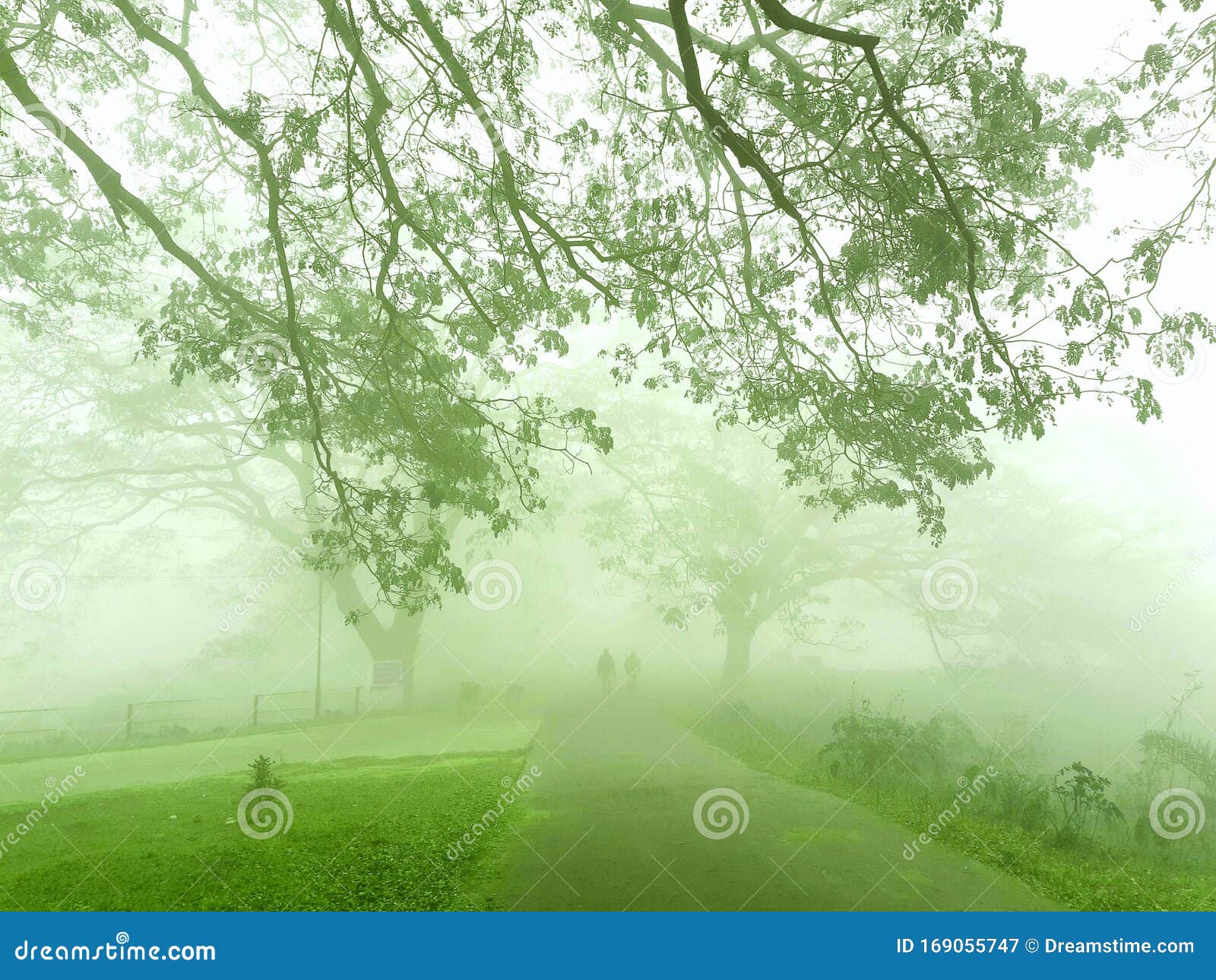 Cool Fogg effects on tree stock image. Image of dang - 169055747