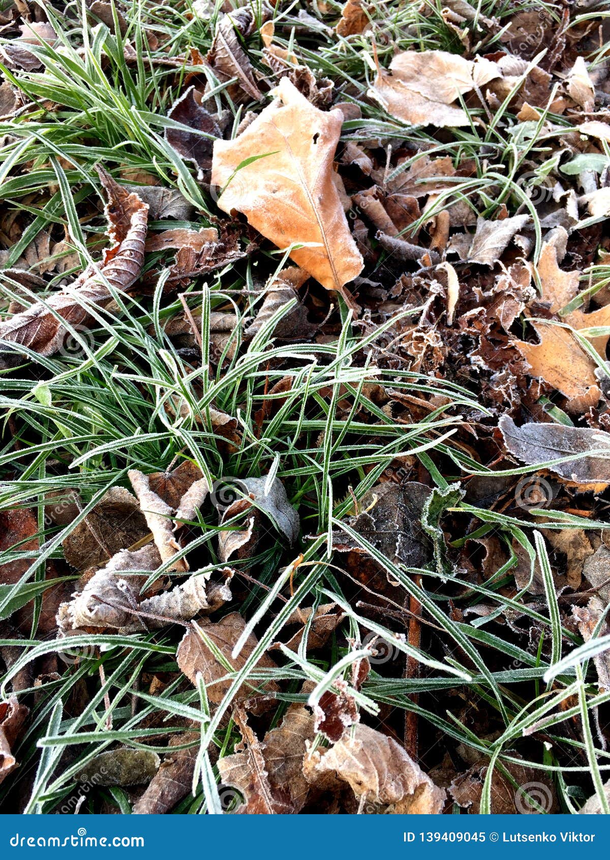 Cool Frost on the Ground in the Woods Stock Image - Image of nature ...