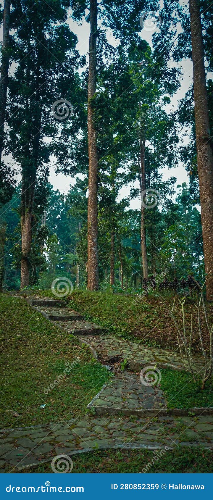 Cool Garden with Tall Trees Stock Image - Image of cool, trees: 280852359