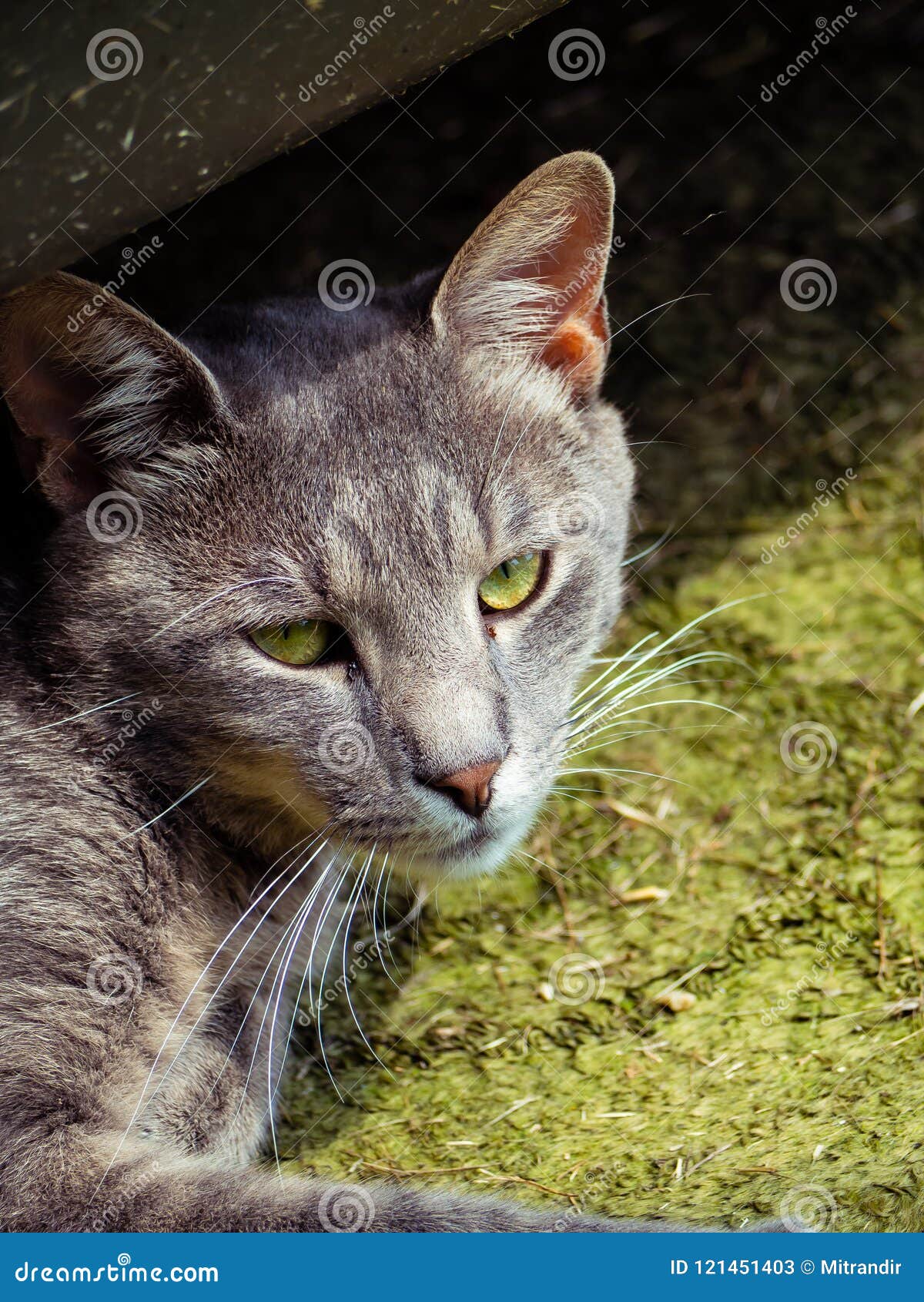 Cool Gray Stray Cat with Pretty Green Eyes Stock Image - Image of hand ...