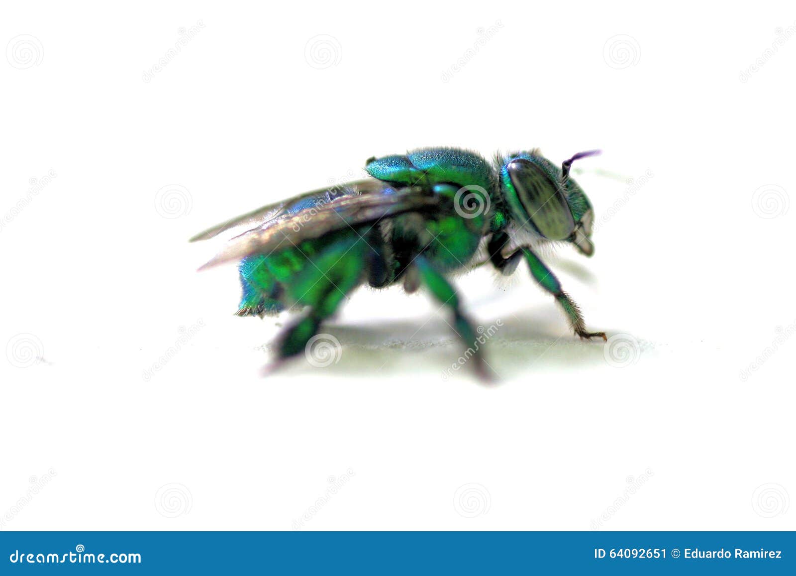Cool Green Fly with White Background Stock Image - Image of mellifera ...