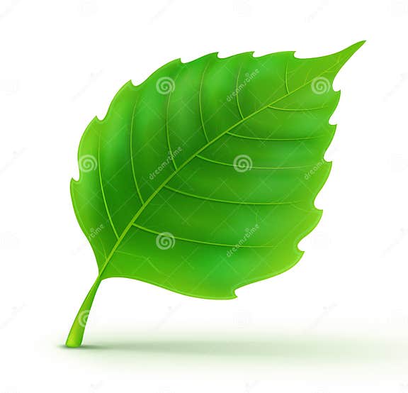 Cool green leaf stock vector. Illustration of beauty - 24562460