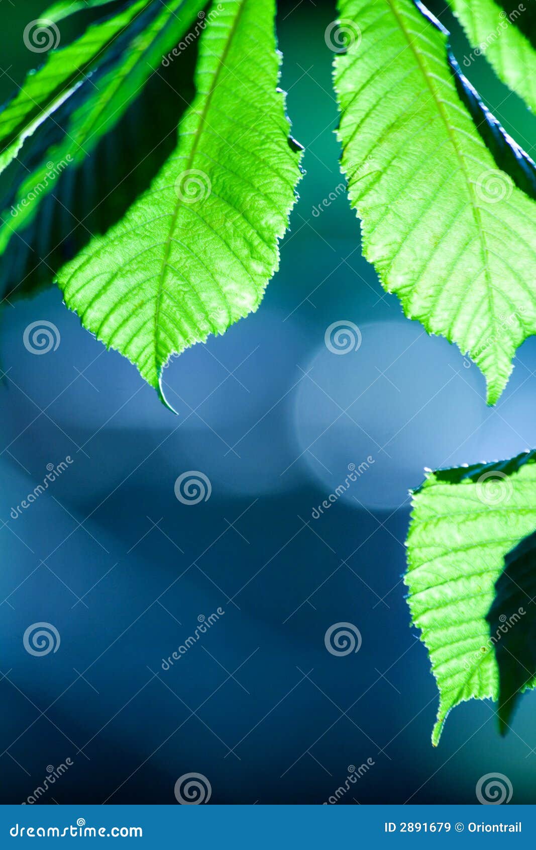 Cool green leaf background stock image. Image of detailed - 2891679