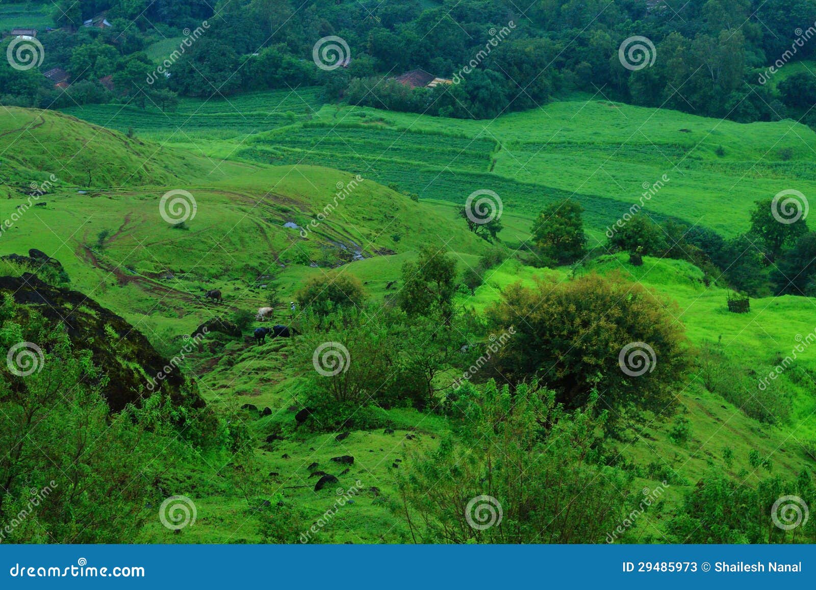 Cool green scene stock image. Image of vibrant, green - 29485973
