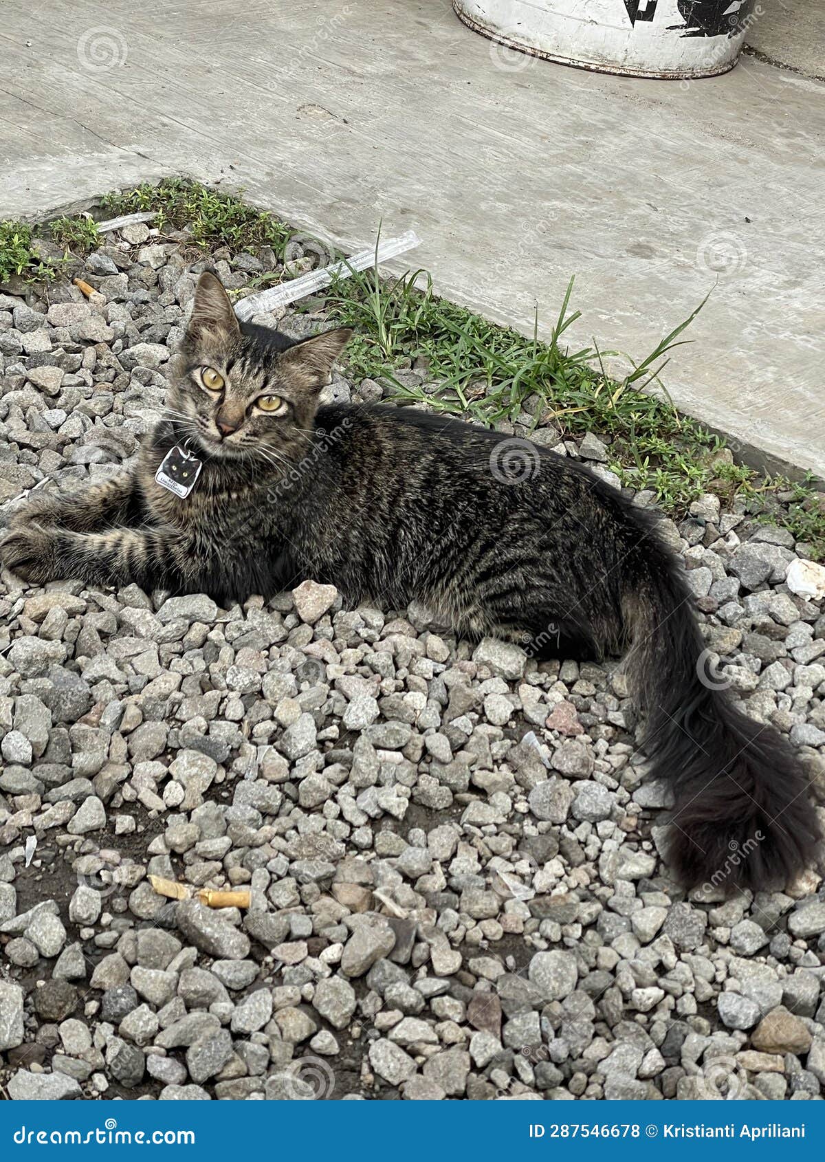 Cool and handsome cat stock photo. Image of handsome - 287546678