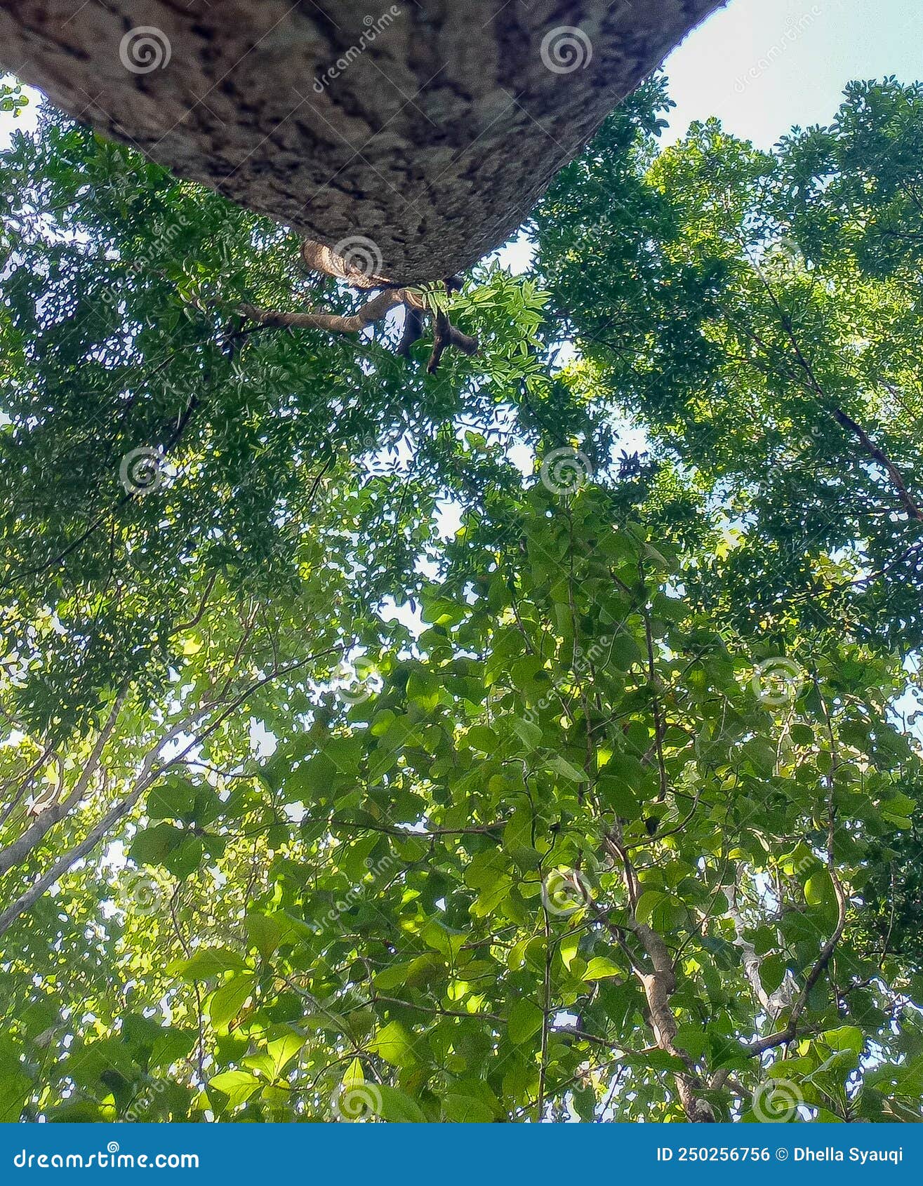 Cool image of an old tree stock photo. Image of nature - 250256756