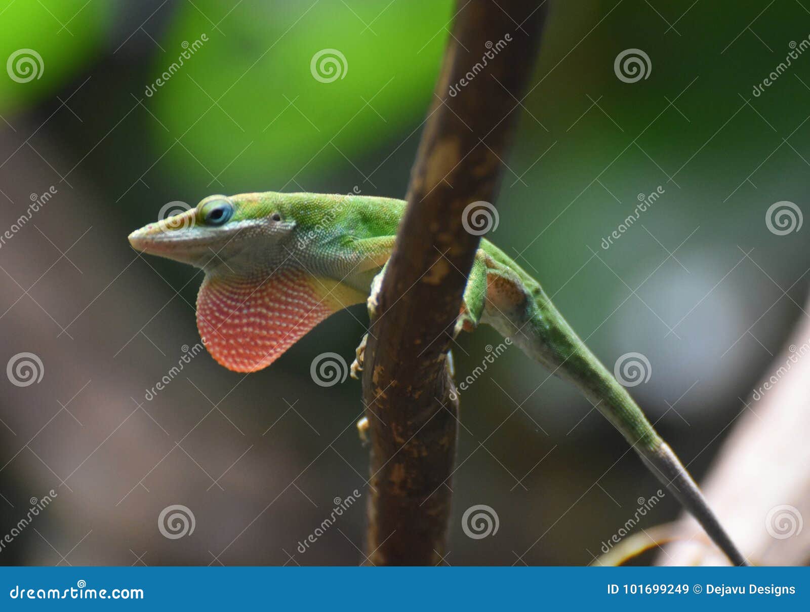 Cool Image of a Red Throated Lizard Stock Image - Image of amphibian ...