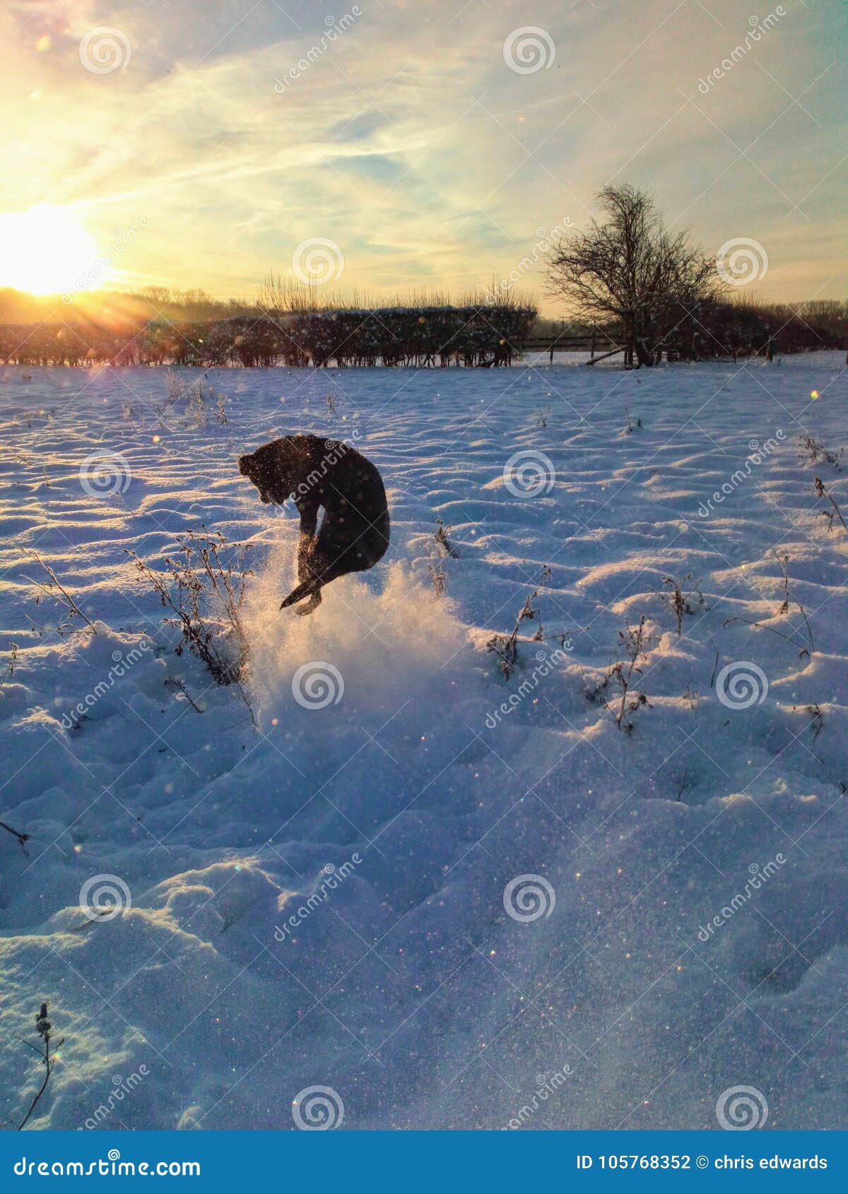 Snow lab stock photo. Image of chilling, snowlab, cool - 105768352