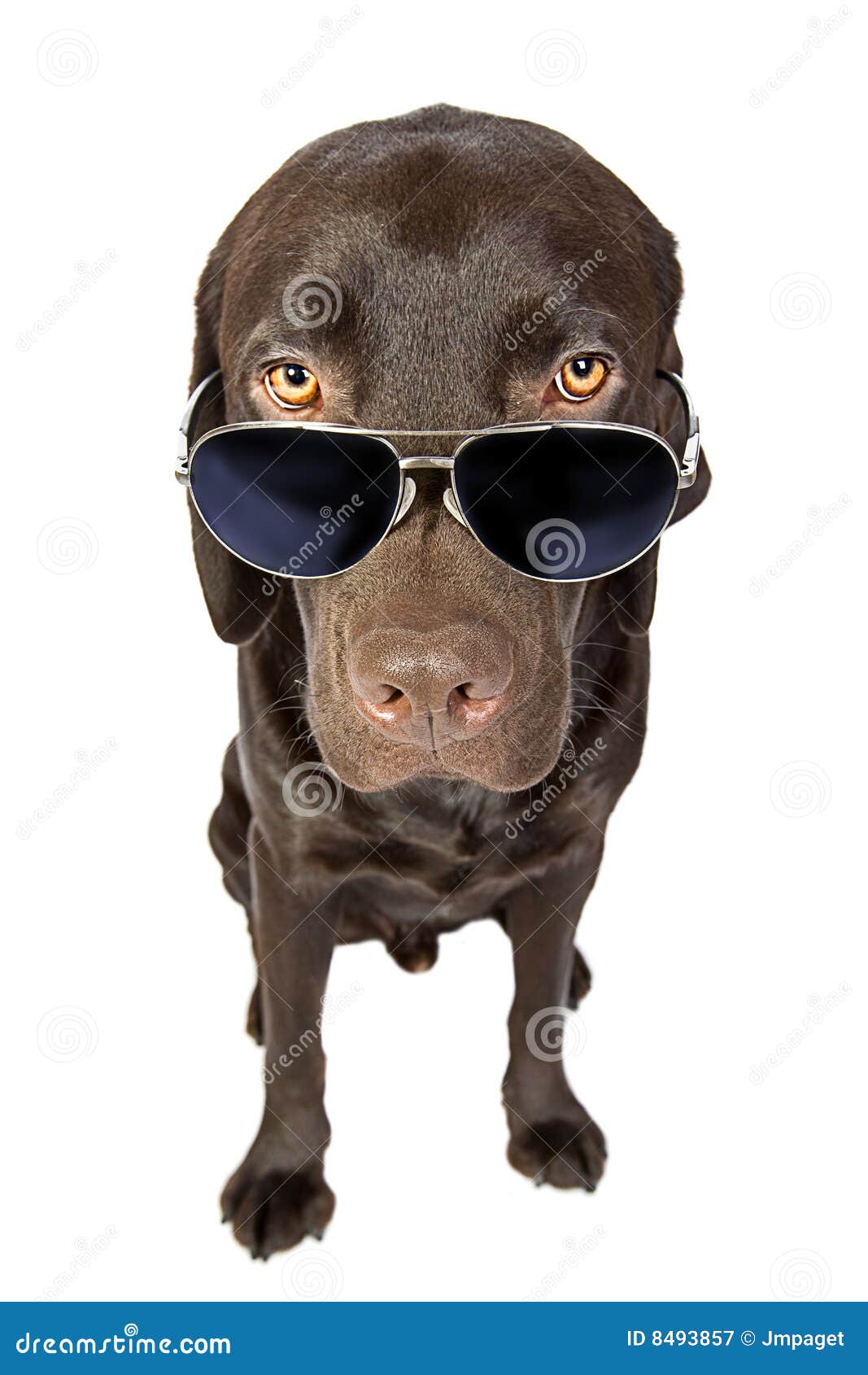 Cool Labrador in Sunglasses Stock Image - Image of black, chocolate ...