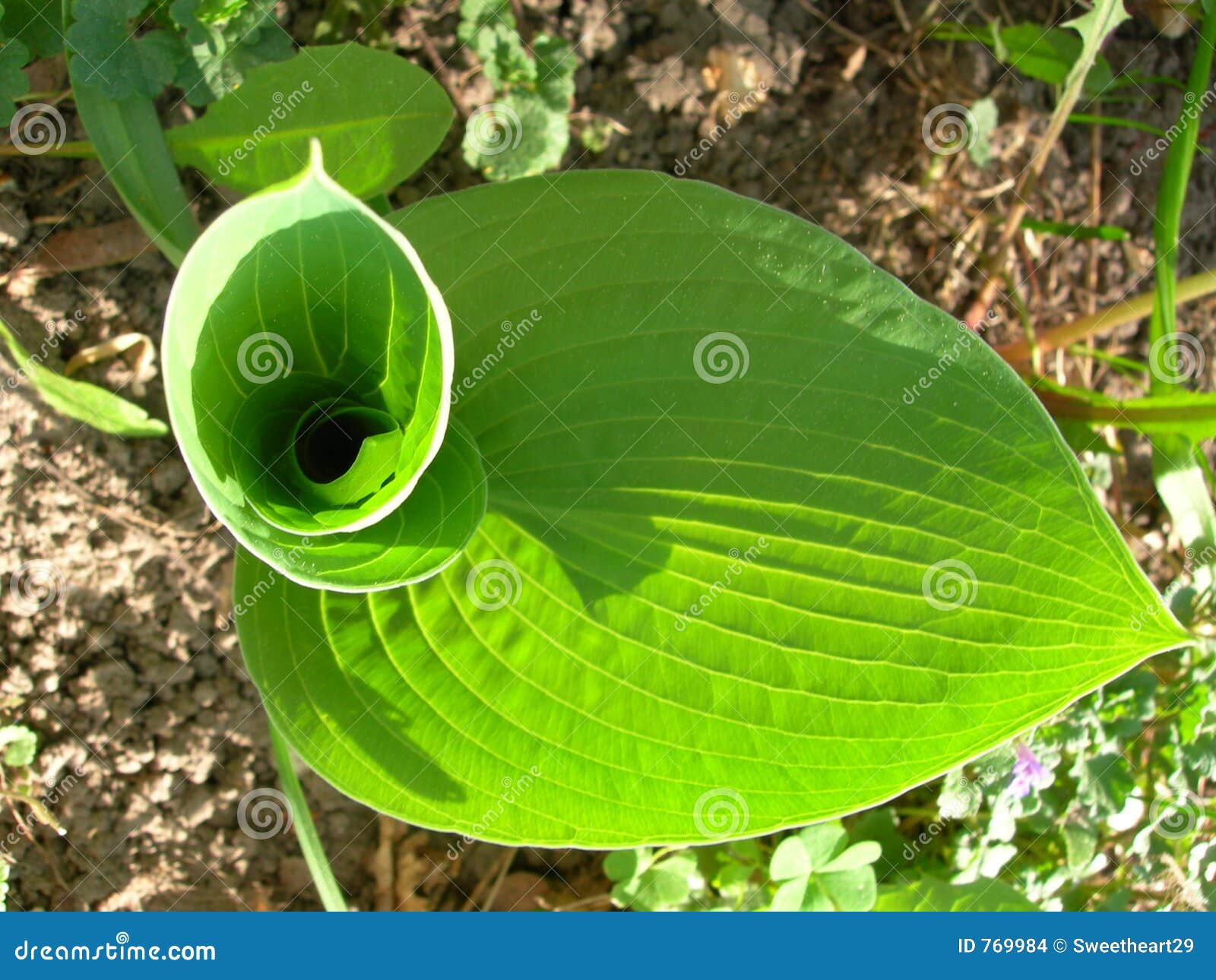 Cool leaf stock photo. Image of flowers, pure, bright, sunny - 769984