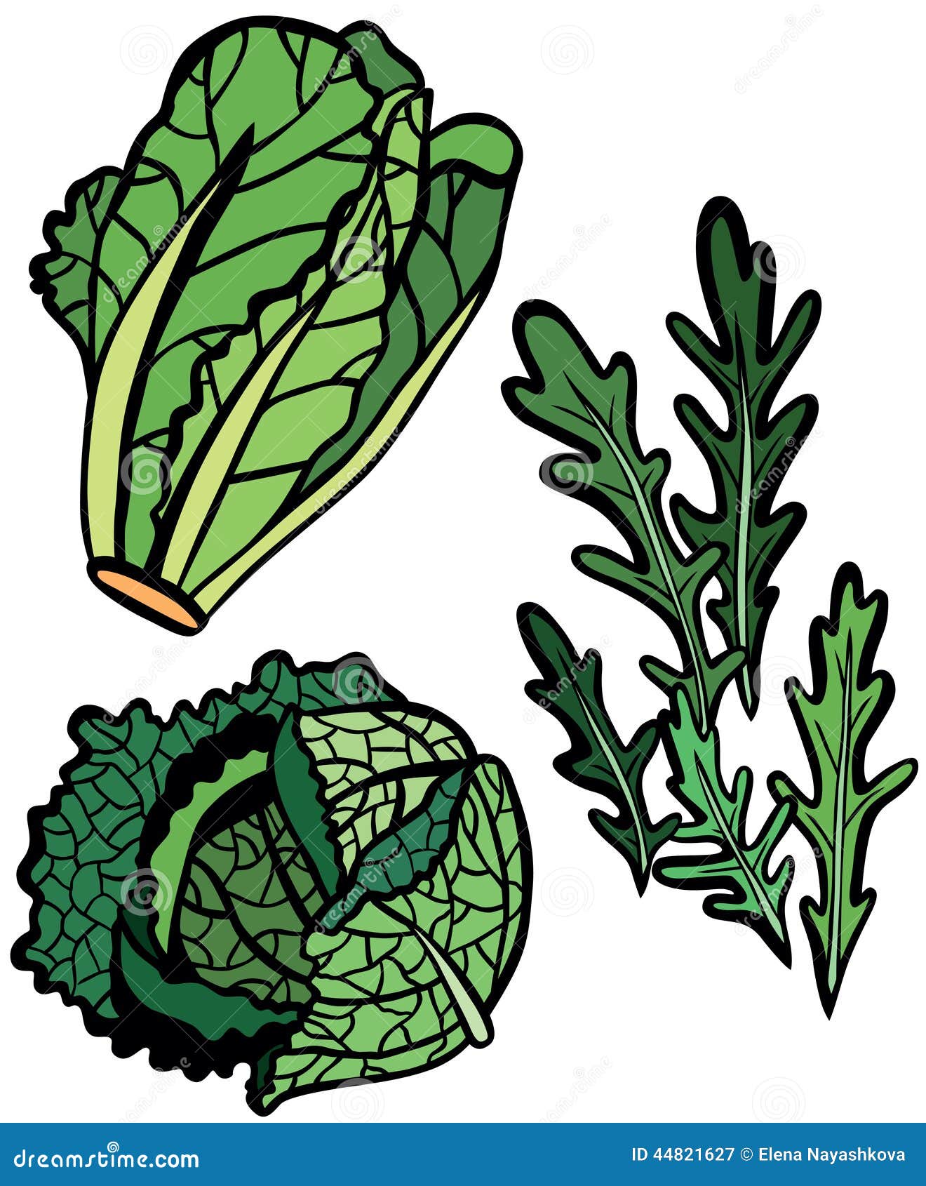 Cool Lettuce Royalty-Free Stock Image | CartoonDealer.com #34699936