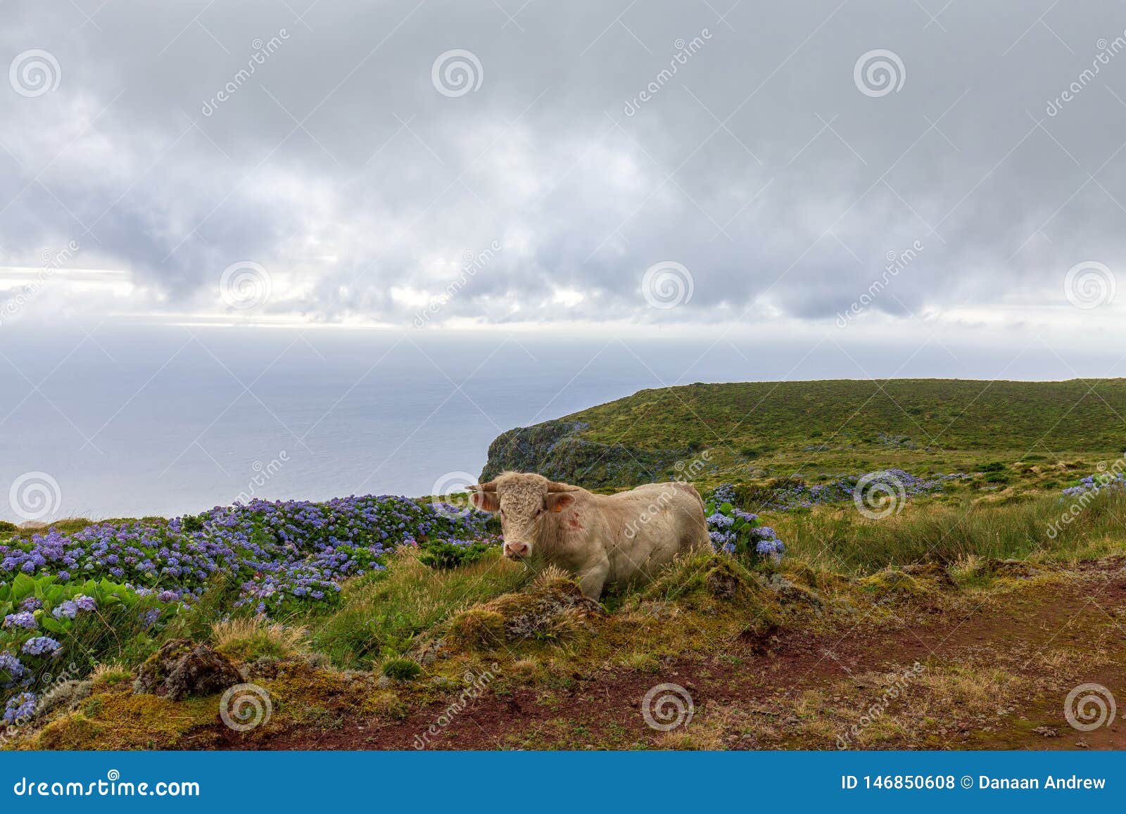 Cool Look Azores Cow stock photo. Image of eating, cows - 146850608