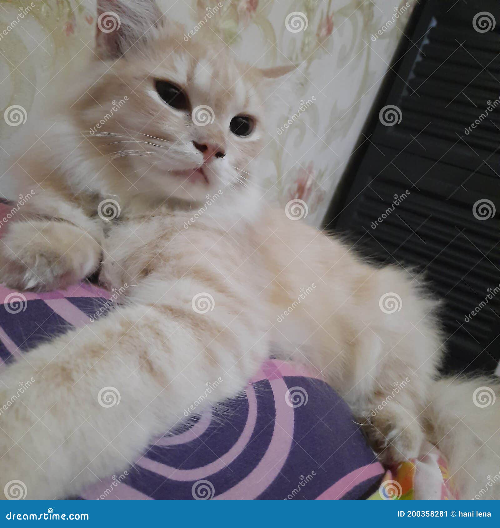 Cool male cat stock image. Image of male, cool, gentle - 200358281