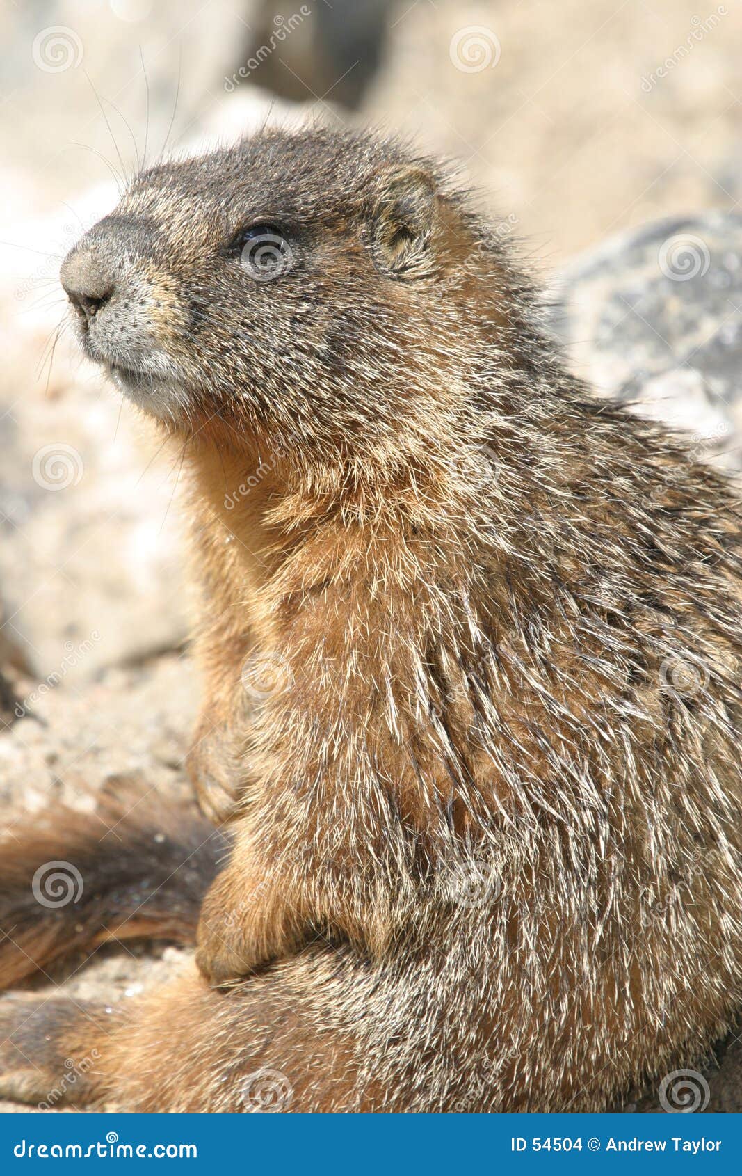 Cool Marmot stock photo. Image of wild, animal, fuzzy, ground - 54504