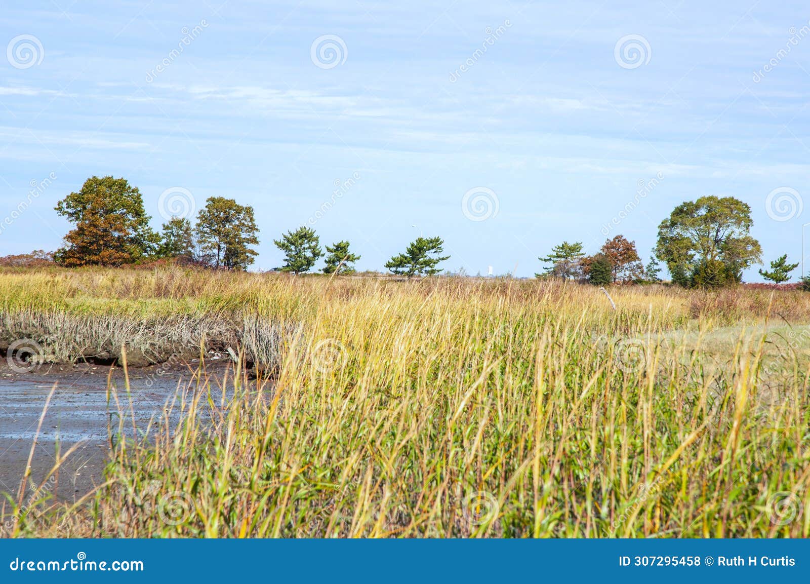 Cool Marsh on the River Bed Stock Photo - Image of space, rugged: 307295458