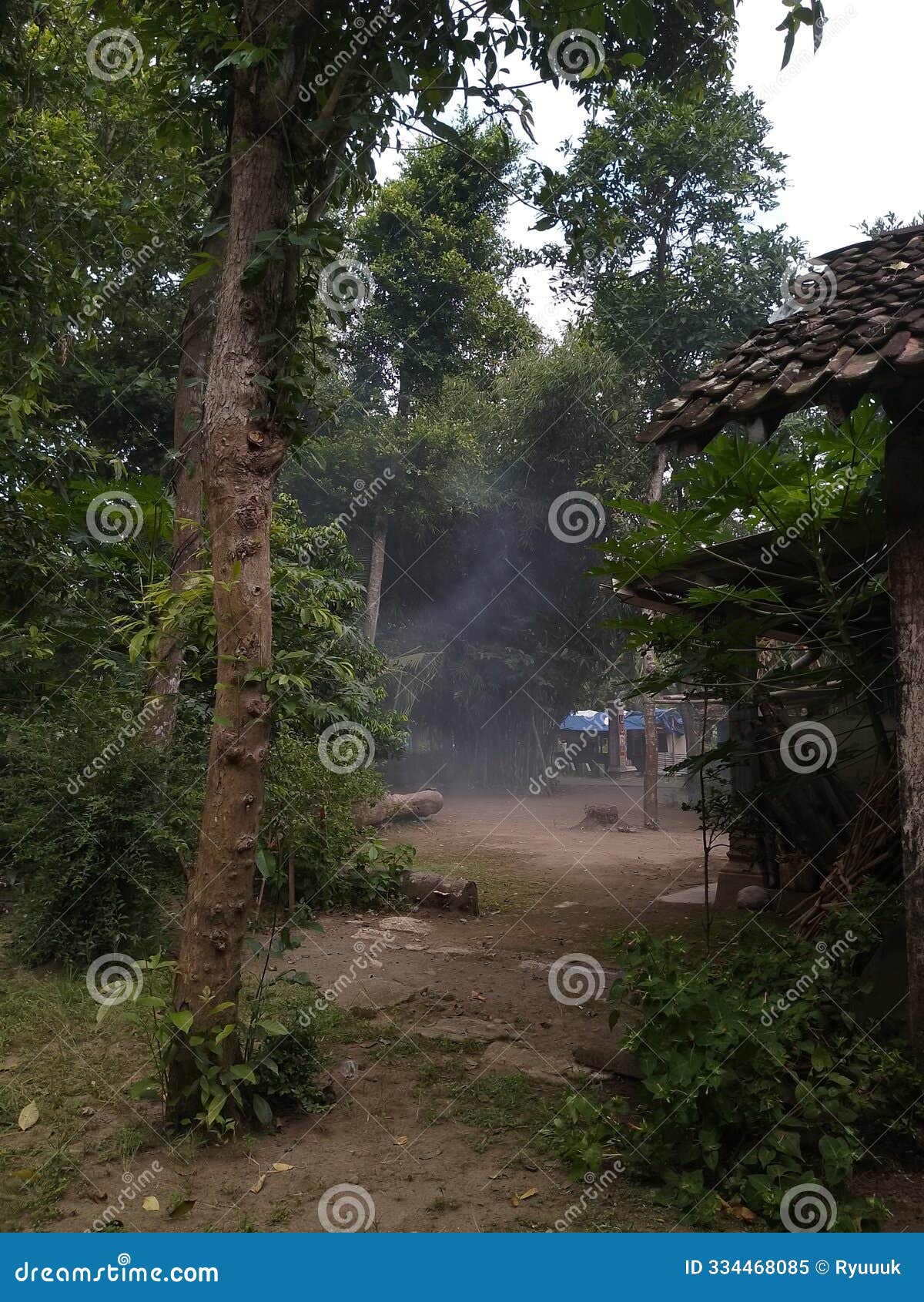 Cool Mist and Cool Trees in the Morning Stock Image - Image of morning ...
