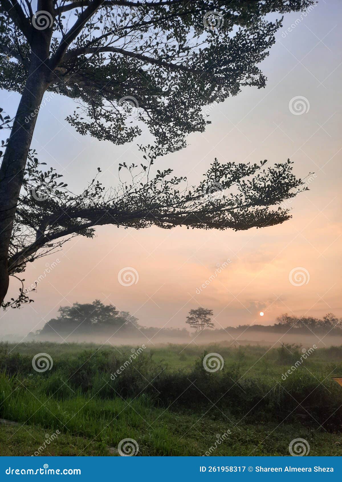 Cool Morning Atmosphere in the Middle of the Meadow Stock Image - Image ...