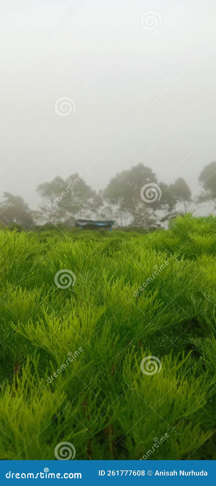 Cool Mountains with Lots of Trees Stock Photo - Image of trees, grass ...