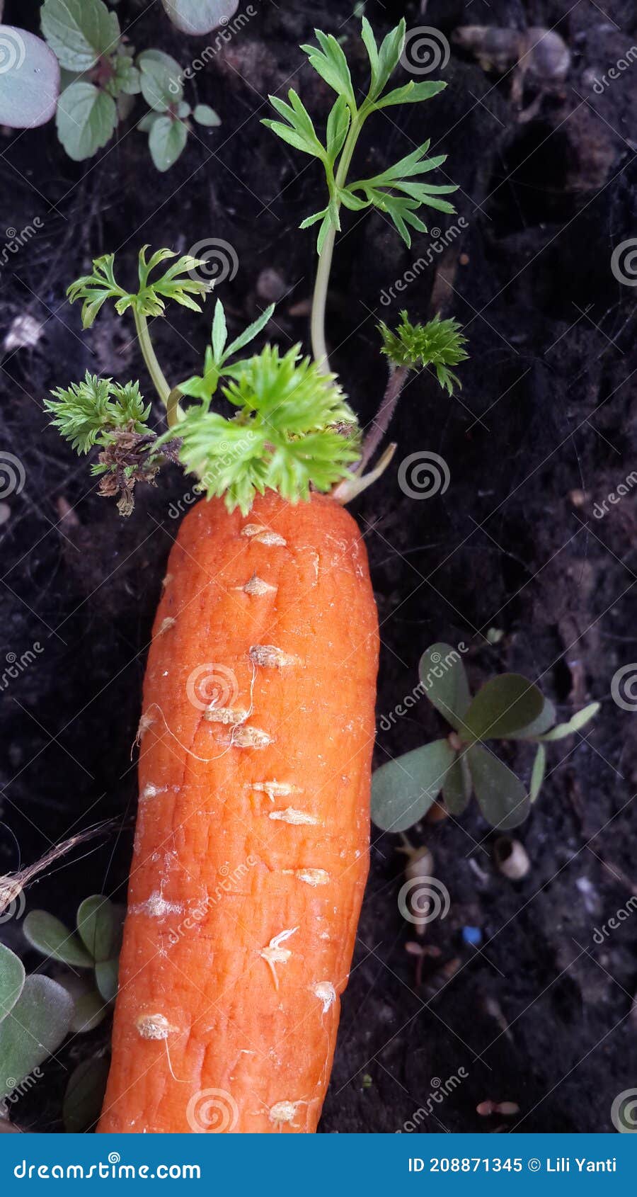 Cool Orange Carrots on the Ground Stock Image - Image of ground, cool ...
