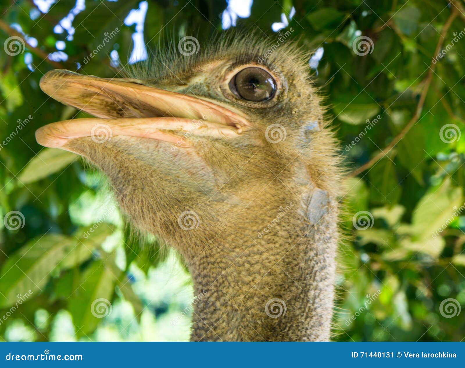 Cool Ostrich is Smiling. Close-up. Stock Image - Image of farm, head ...