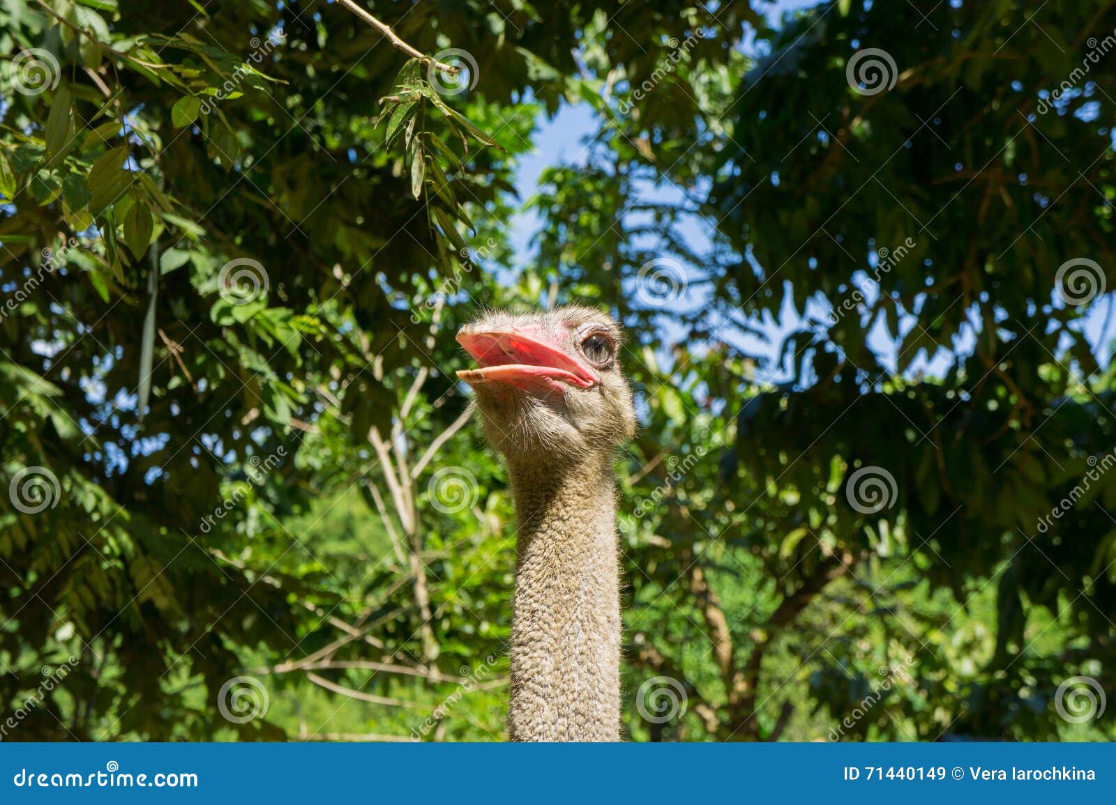Cool Ostrich is Smiling. Close-up. Stock Image - Image of curious ...