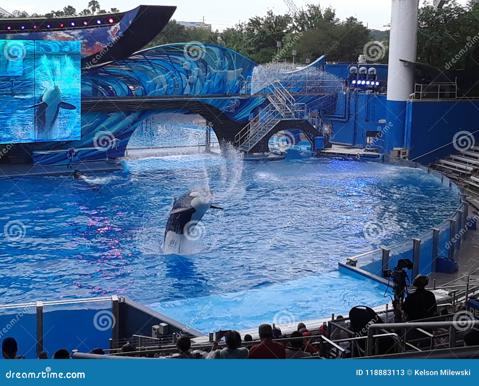 Orca editorial stock photo. Image of cool, orca, animals - 118883113