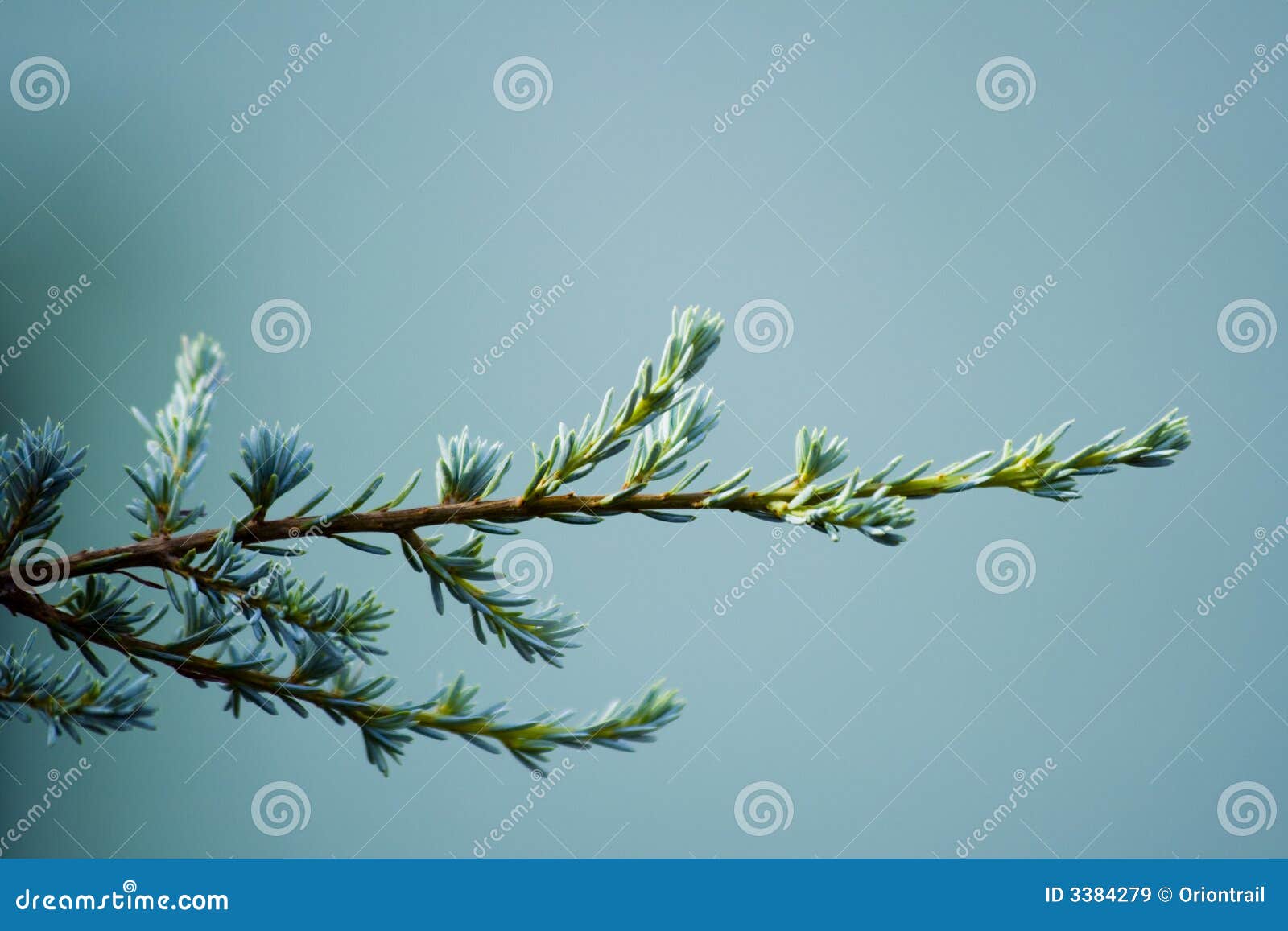 Cool pine branch stock image. Image of botany, cold, nature - 3384279