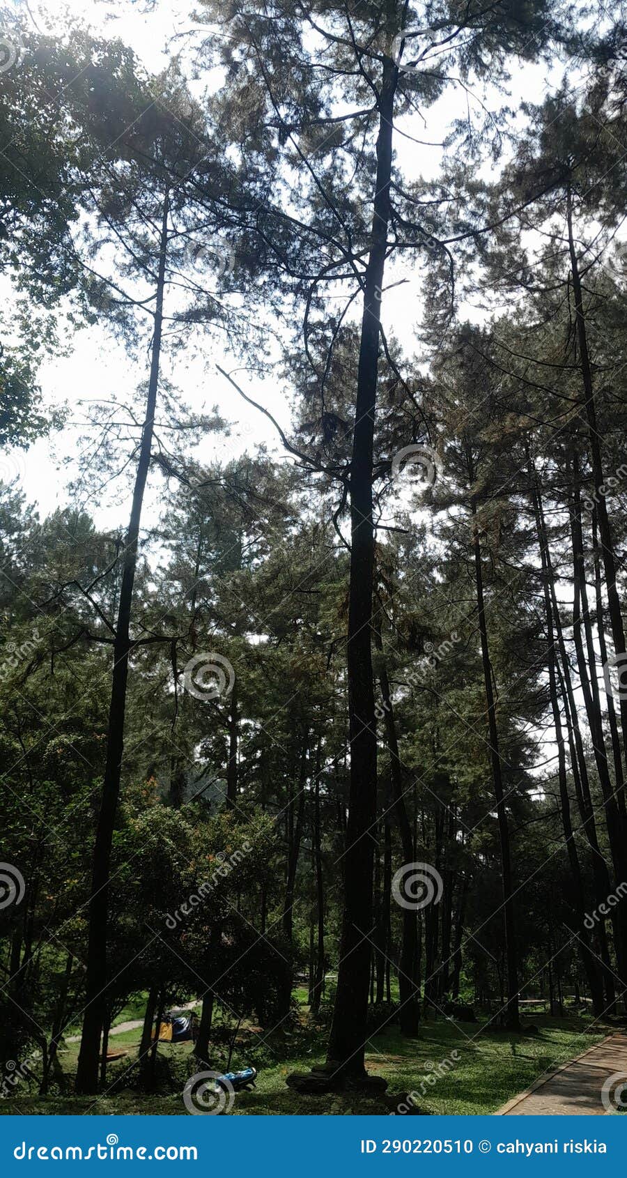 Cool Pine Trees in the Jackfruit Waterfall Area Stock Photo - Image of ...