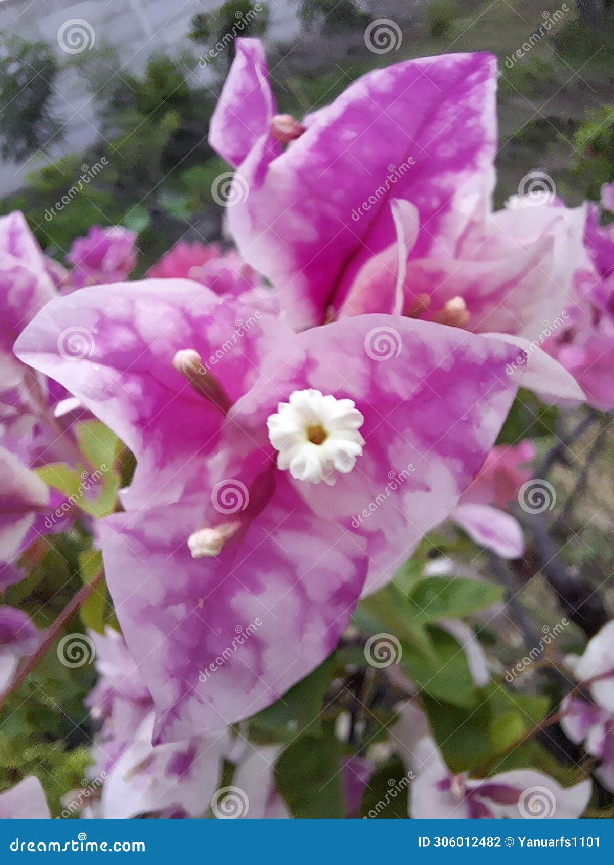 Cool pink flower closed up stock photo. Image of closed - 306012482