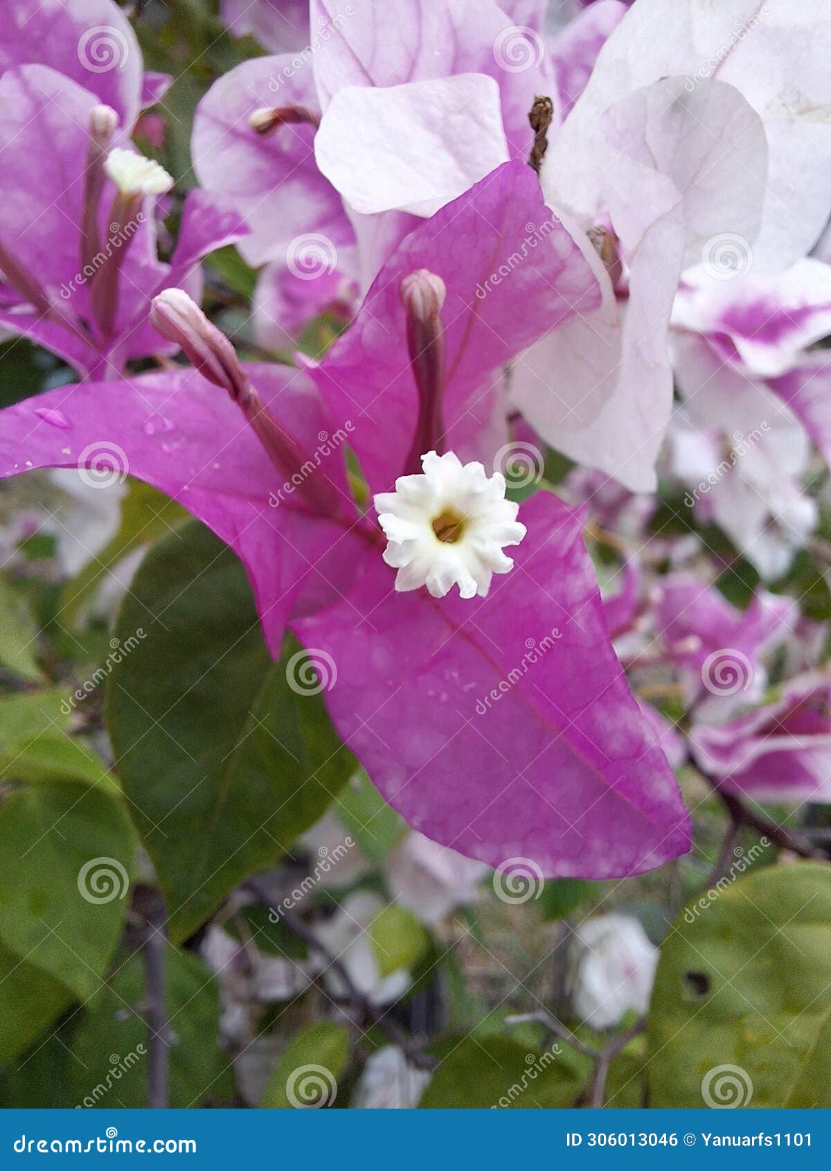 Cool pink flower closed up stock photo. Image of closed - 306013046
